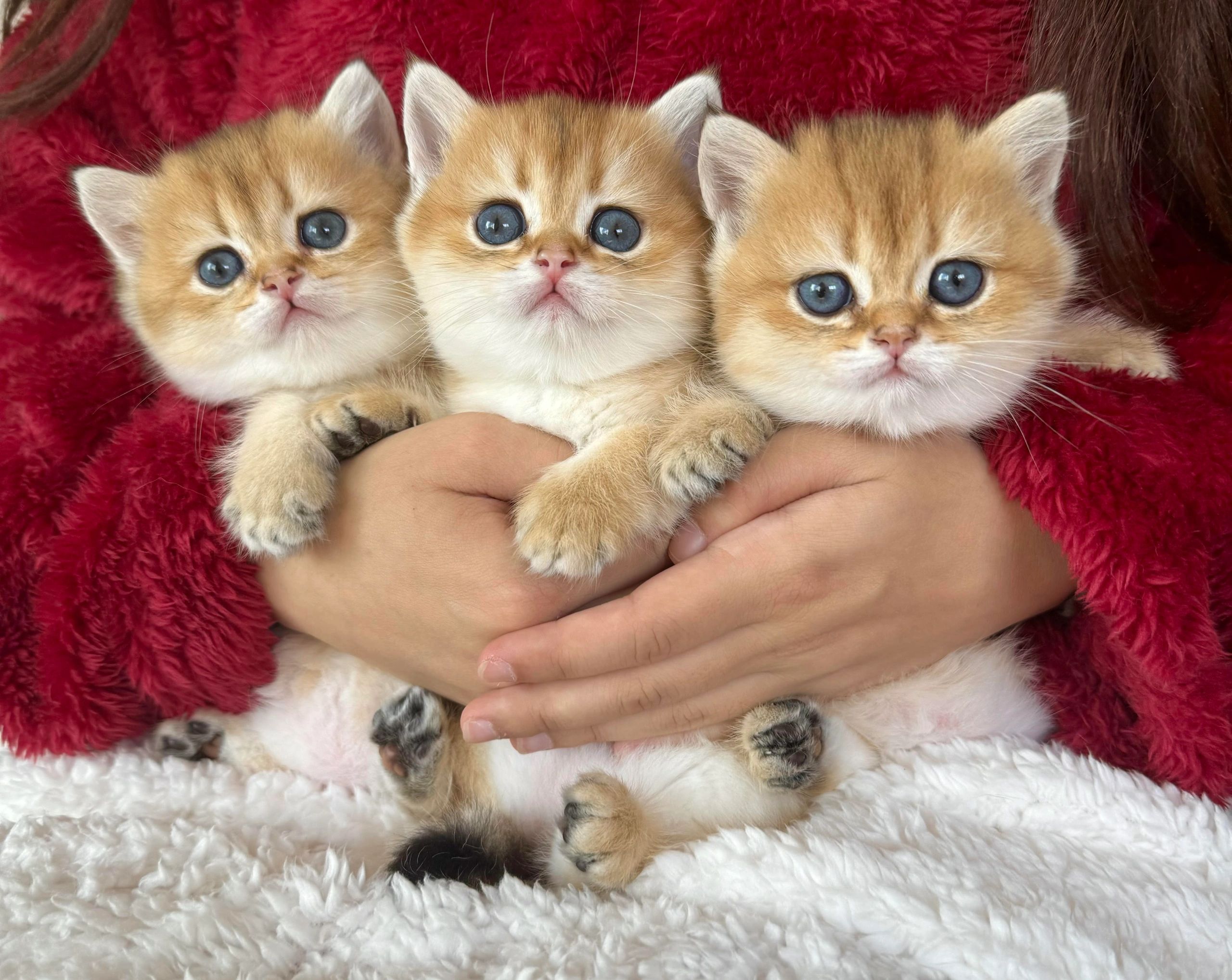 Cuddle Session for 2025